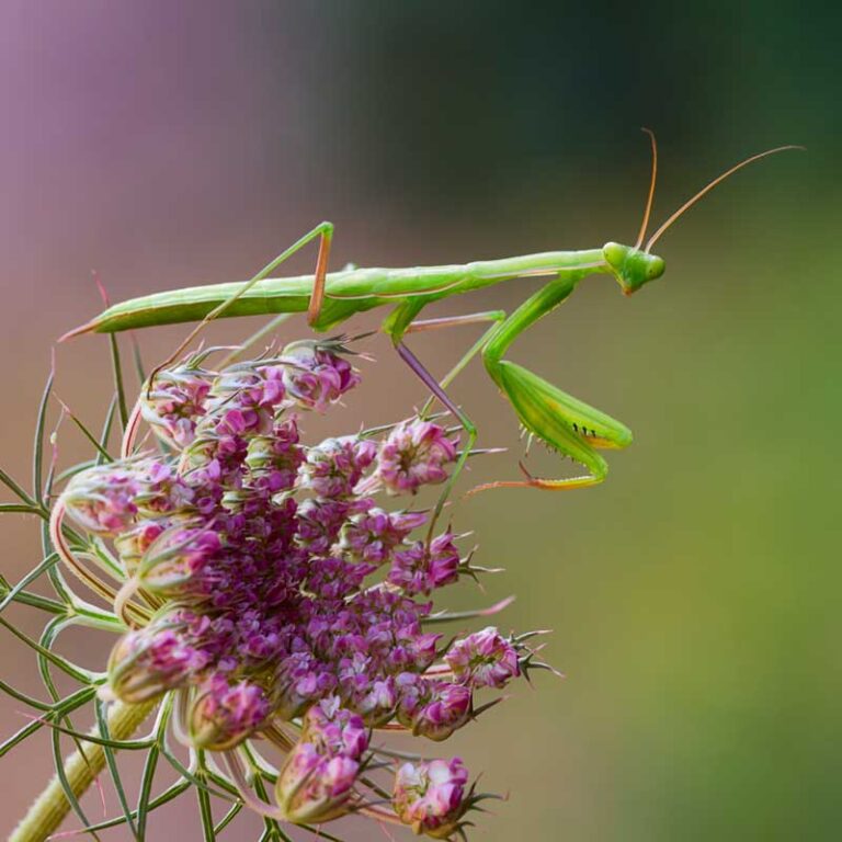 Praying Mantis - Northwest Beneficials